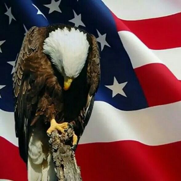 Eagle bowing Flag – The Peanut Gallery